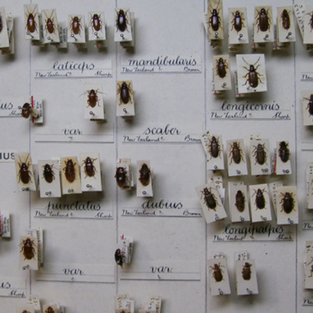 Zootaxa Coleoptera 2017 collection