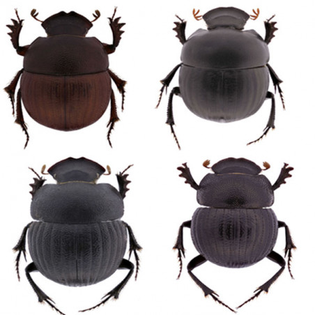 Zootaxa Coleoptera 2018 collection