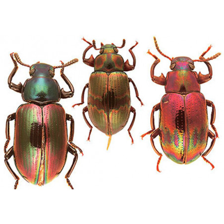 Zootaxa Coleoptera 2021 collection