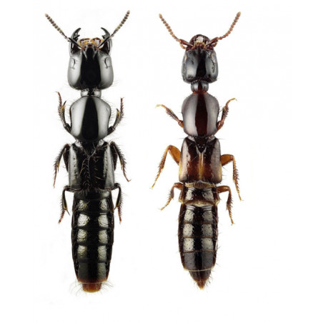 Zootaxa Coleoptera 2015 collection