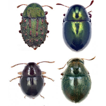 Zootaxa Coleoptera 2013 collection