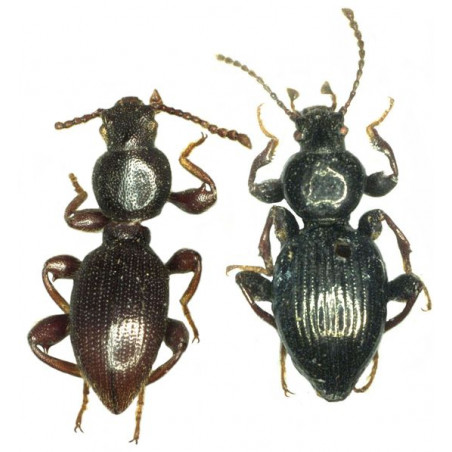 Zootaxa Coleoptera 2012 collection
